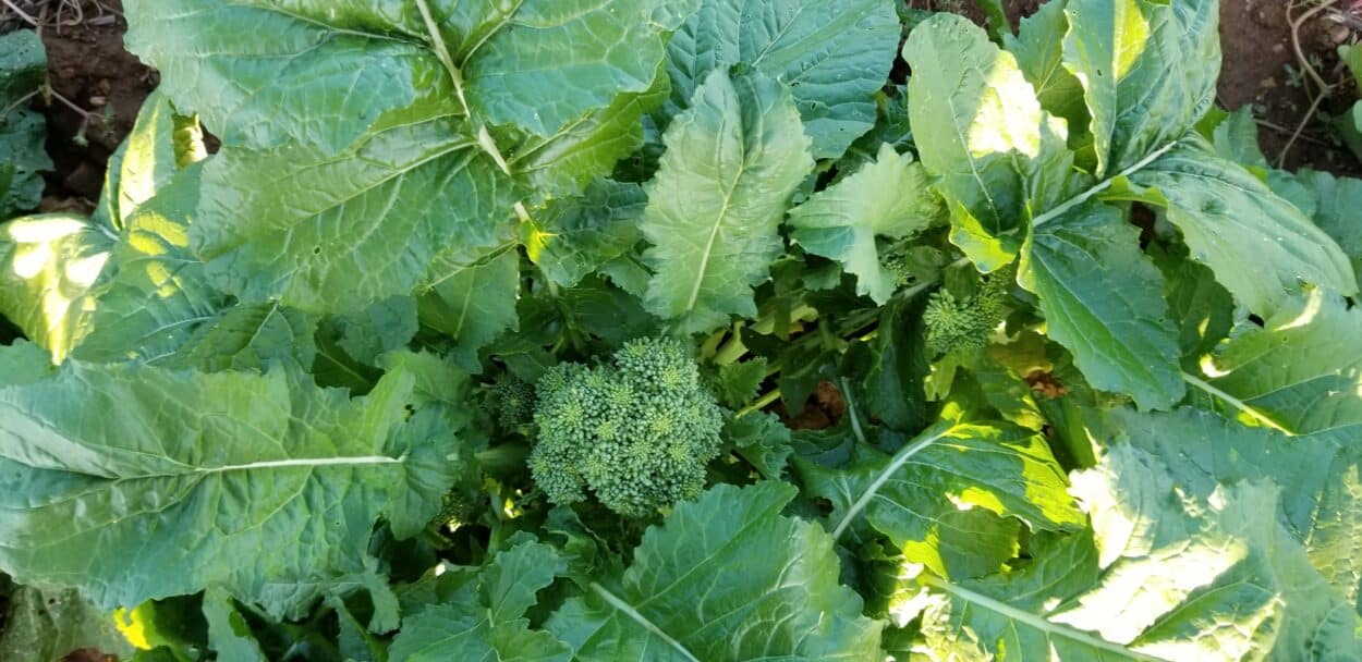 Rapini Grande Broccoli Raab (Not Treated) | Seedway