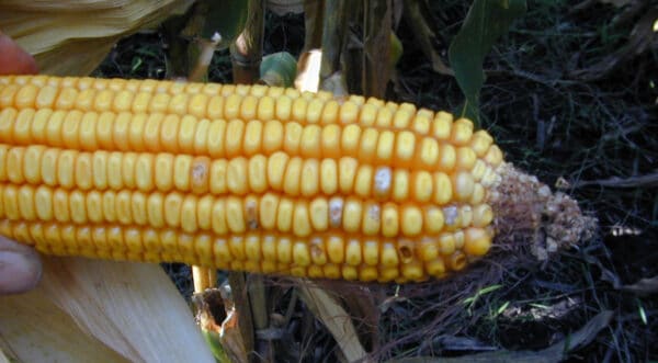 Fusarium Ear Rot Causing Fumonisin Contamination in Corn | Seedway