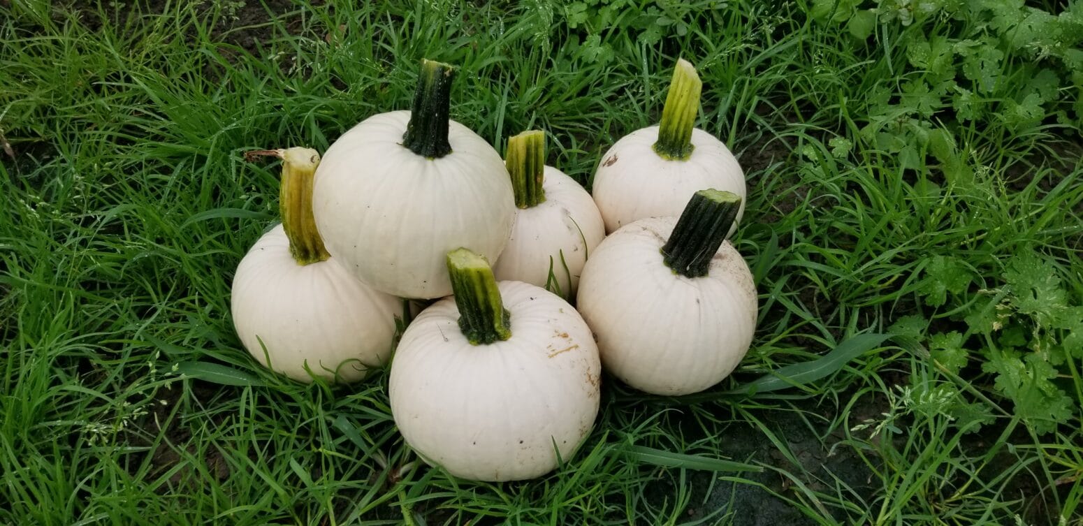 Icicle Pumpkin (Farmore) | Seedway