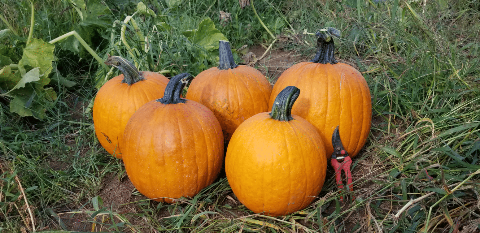 Justify Pumpkin (Farmore) | Seedway