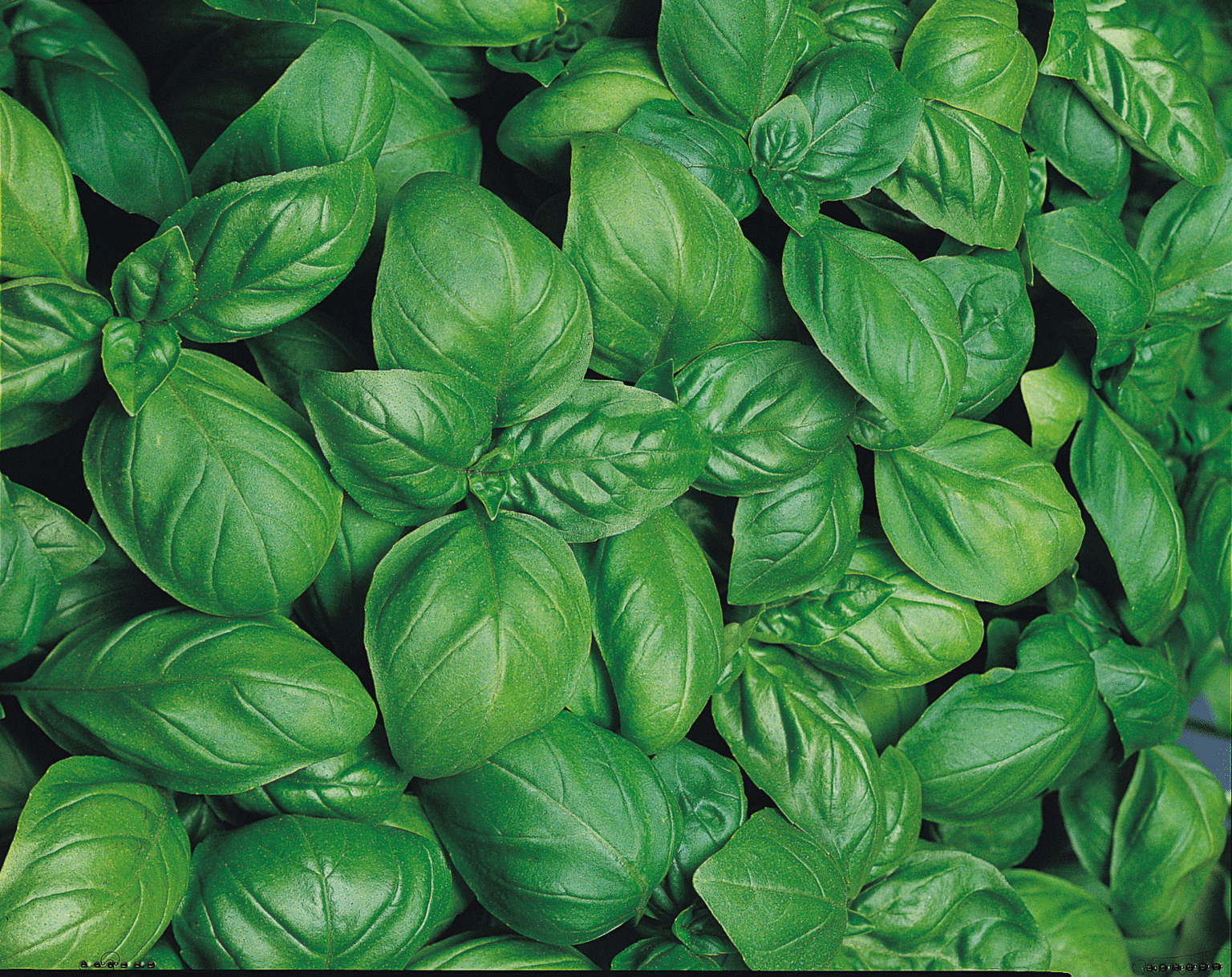 Basil Superbo (Not Treated) | Seedway