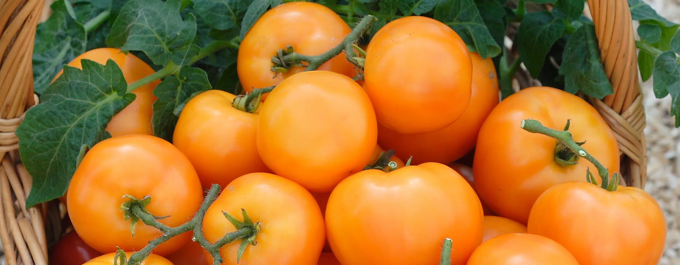 Category: Specialty Colored Determinate | Seedway