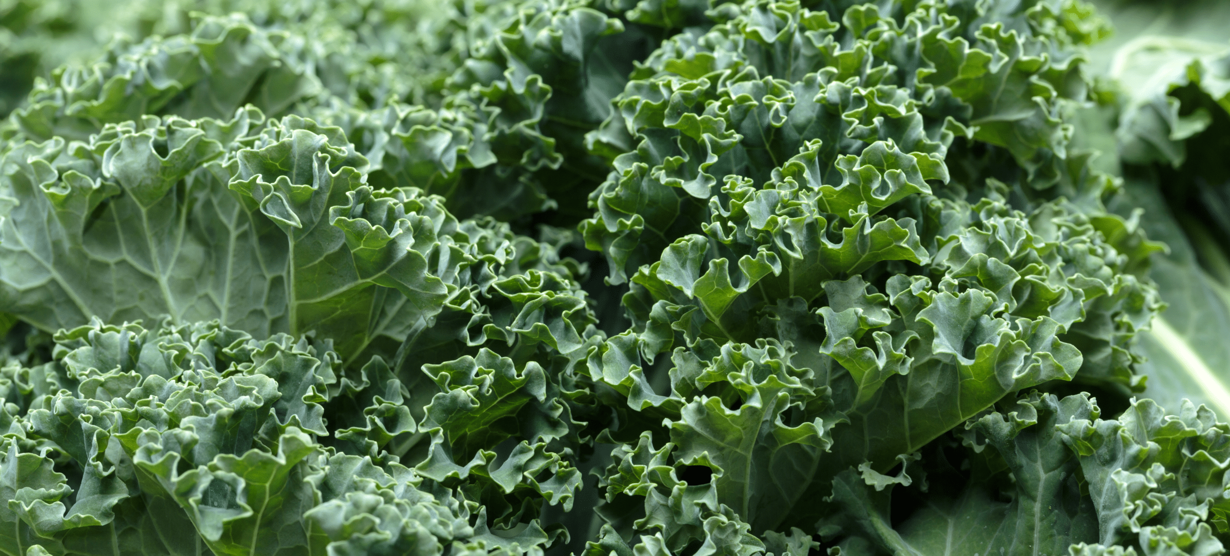 Category: Kale Seeds | Seedway