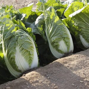 Chun Yeon Gold Cabbage (Not Treated) | Seedway