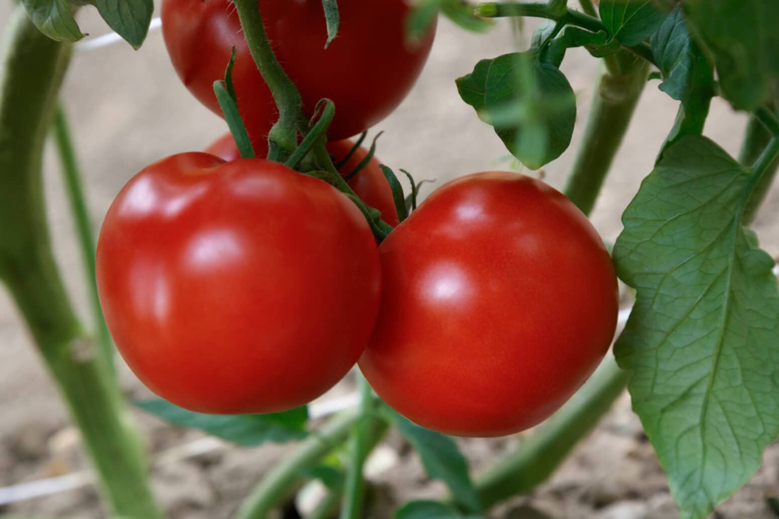 Rubee Dawn Tomato (Treated Seed) | Seedway