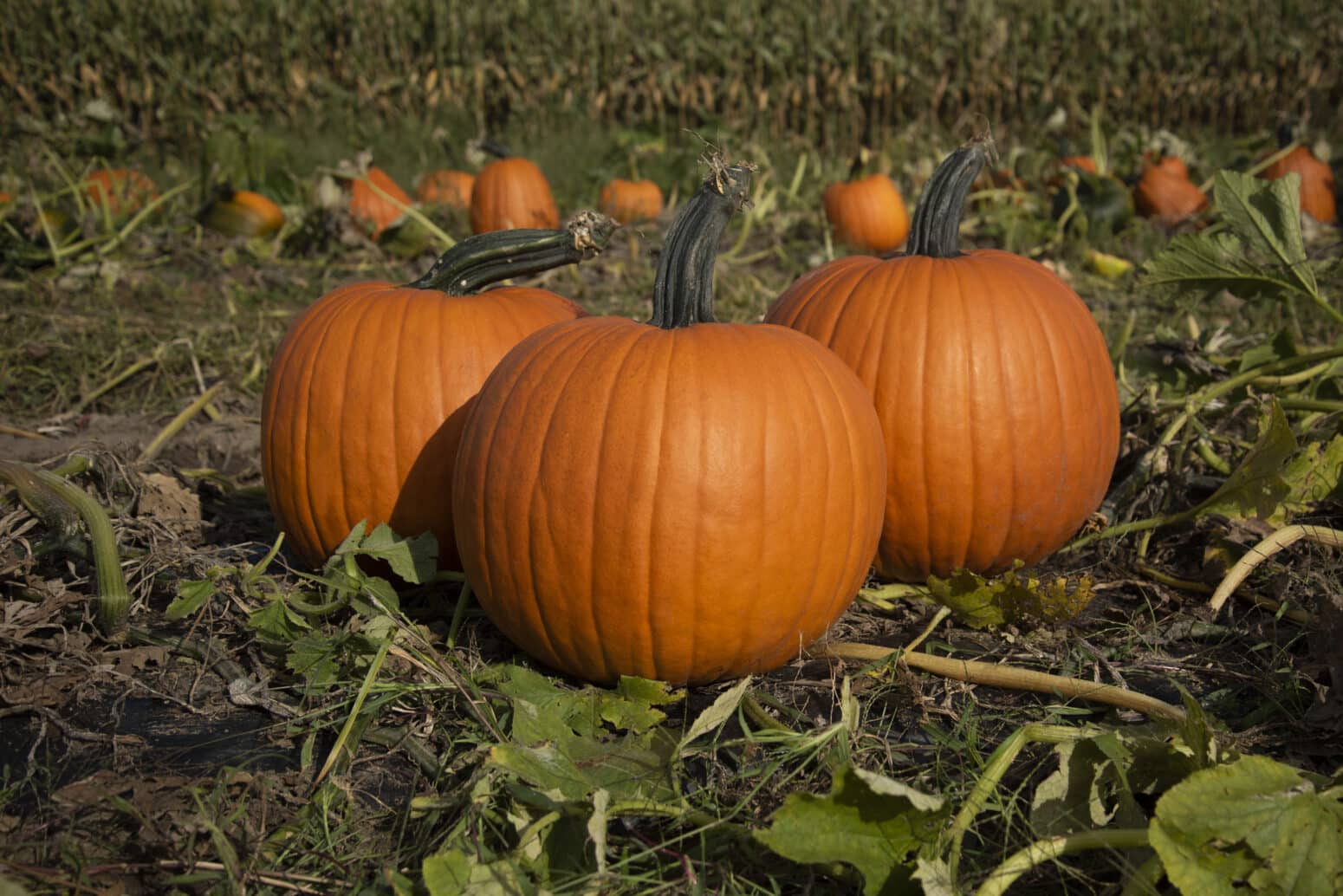 Olympus Pumpkin (Farmore) | Seedway