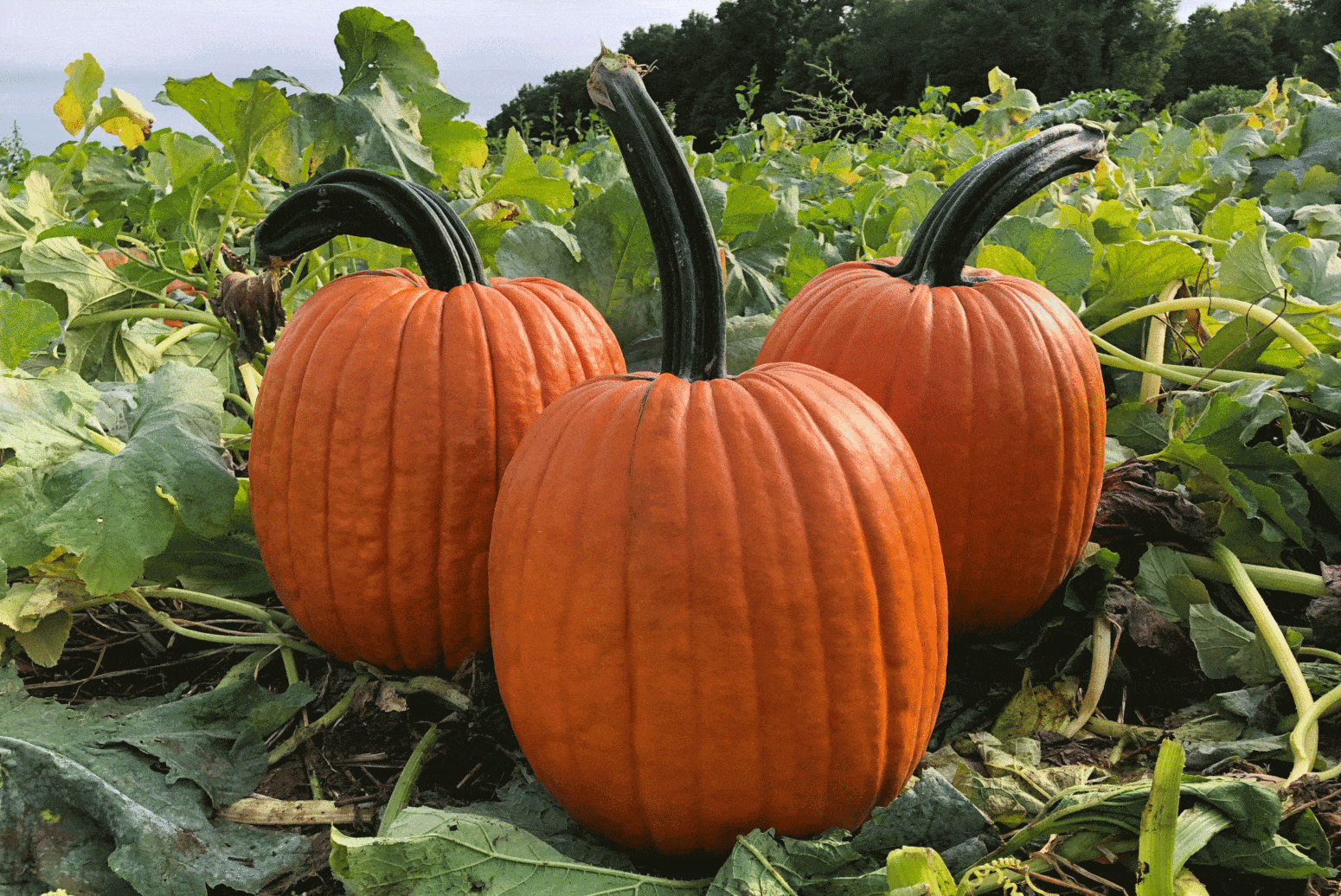 Adonis Pumpkin (Farmore) | Seedway