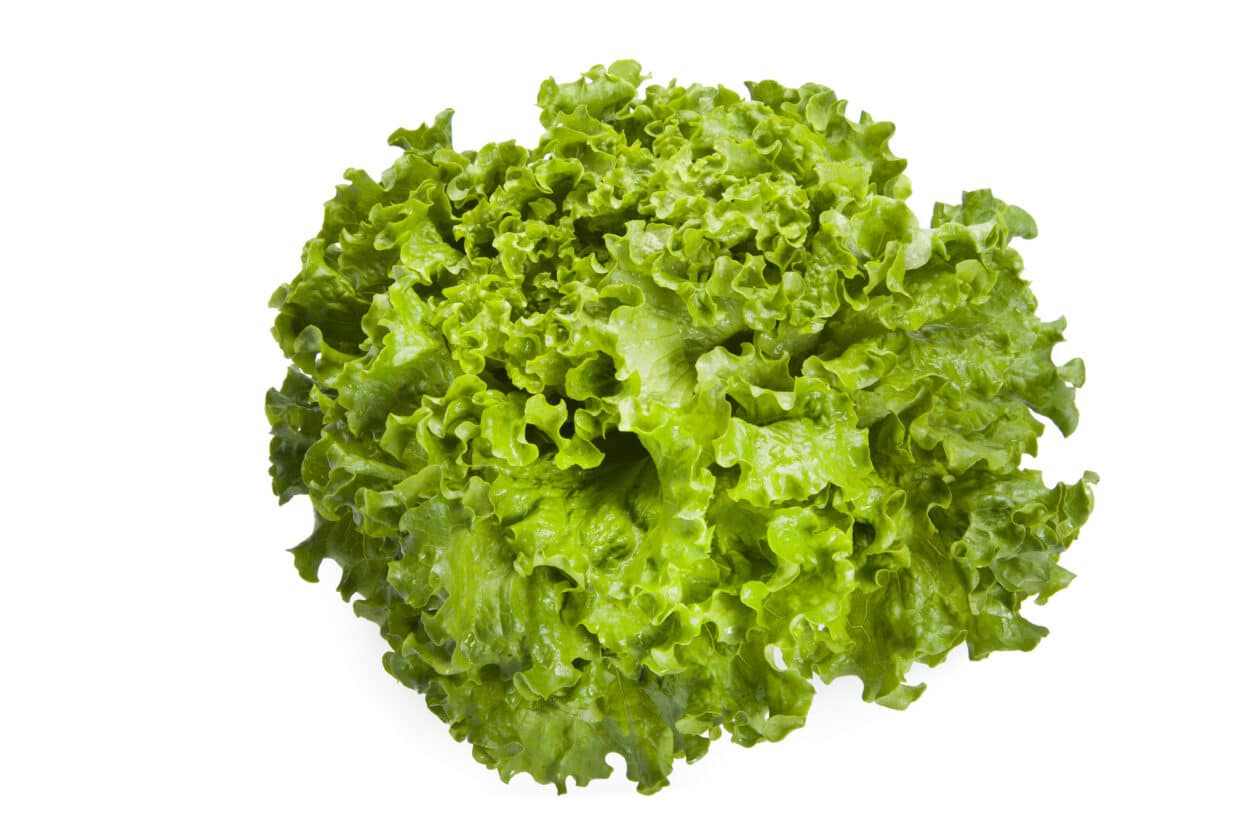 Grazion Lettuce (Untreated w/ Organic Prime & Pellet) | Seedway