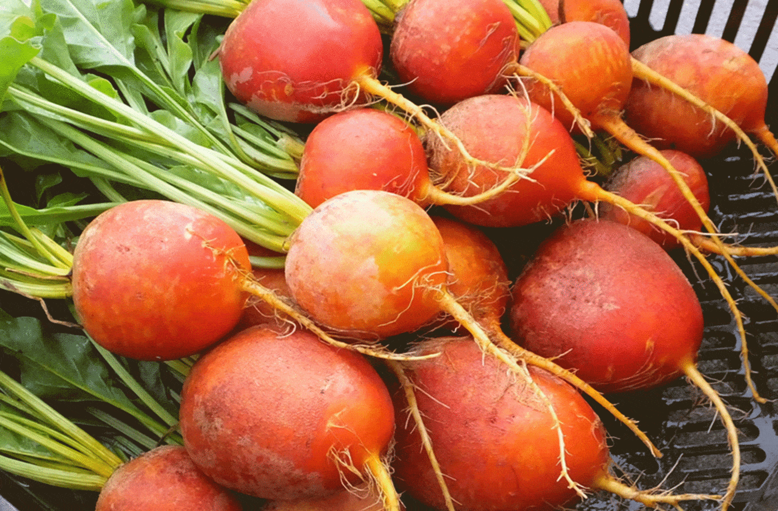 Golden Boy Beet (Not Treated) | Seedway