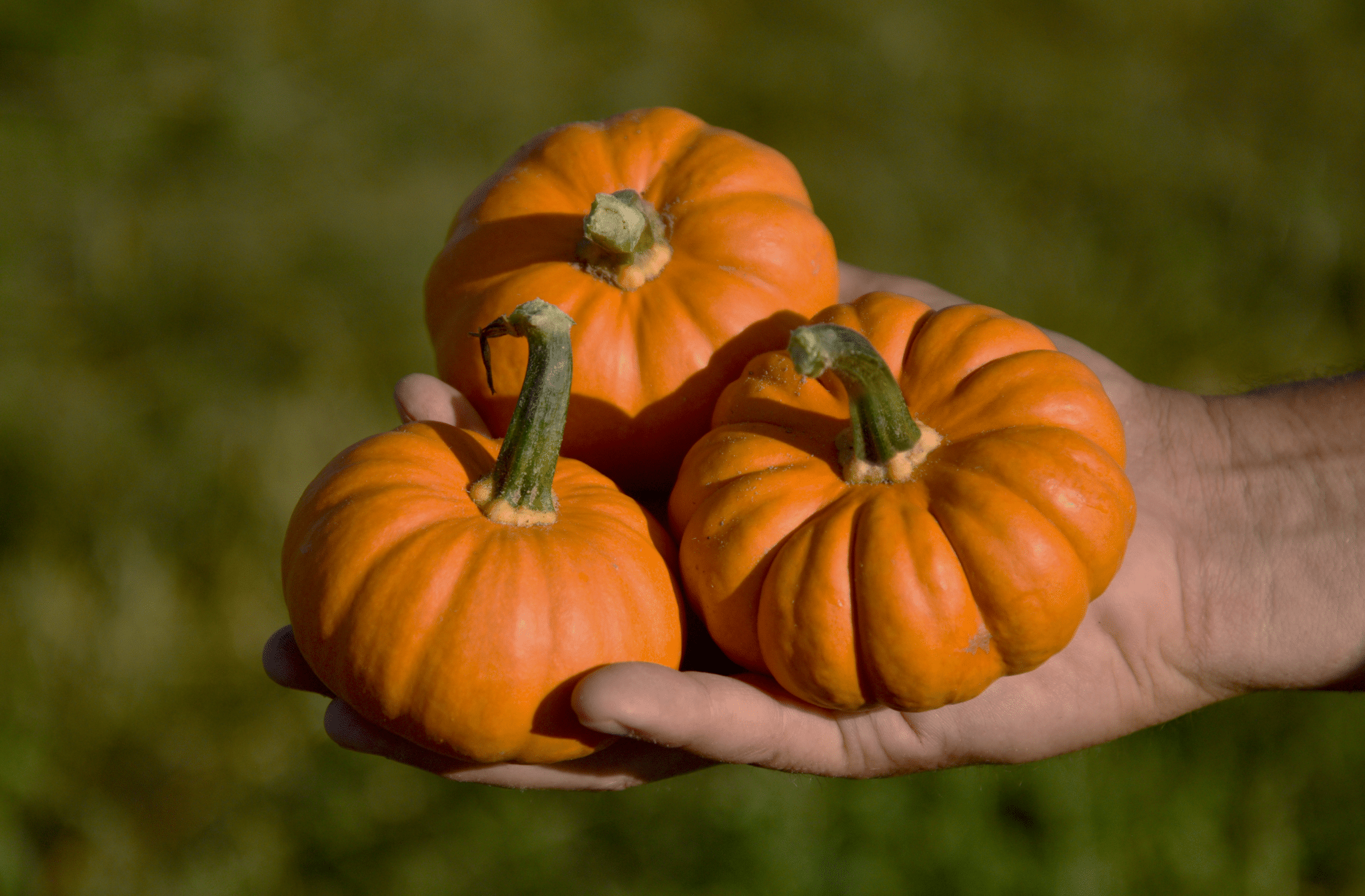 Pixie Pumpkin (Farmore) | Seedway