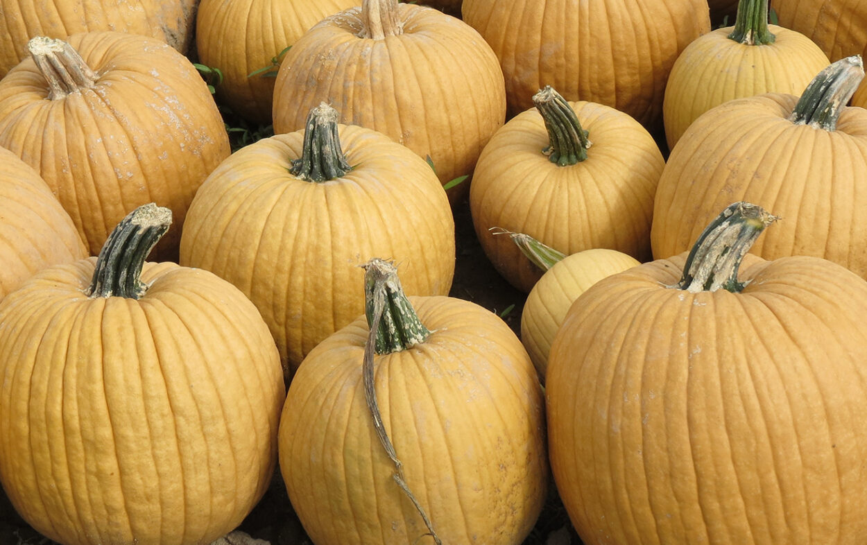 Spicy Mocha Pumpkin (Farmore) | Seedway
