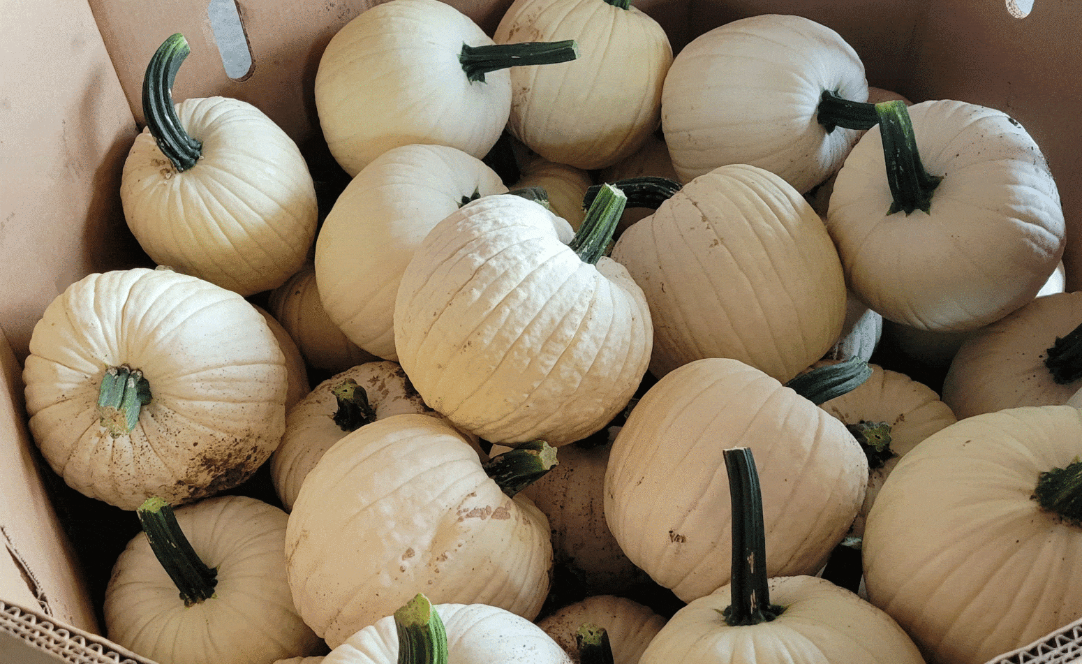 White Lightning Pumpkin (Farmore) | Seedway