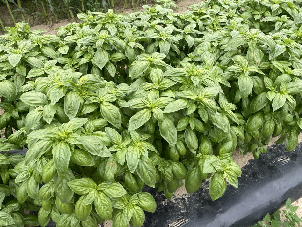 Basil Evi (Not Treated) | Seedway