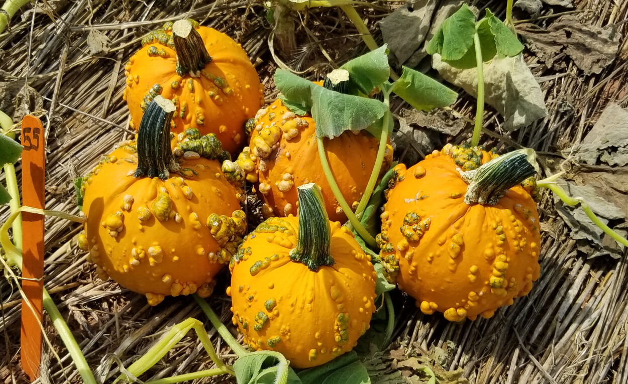 Baby Bumps Pumpkin (Farmore DI400) | Seedway