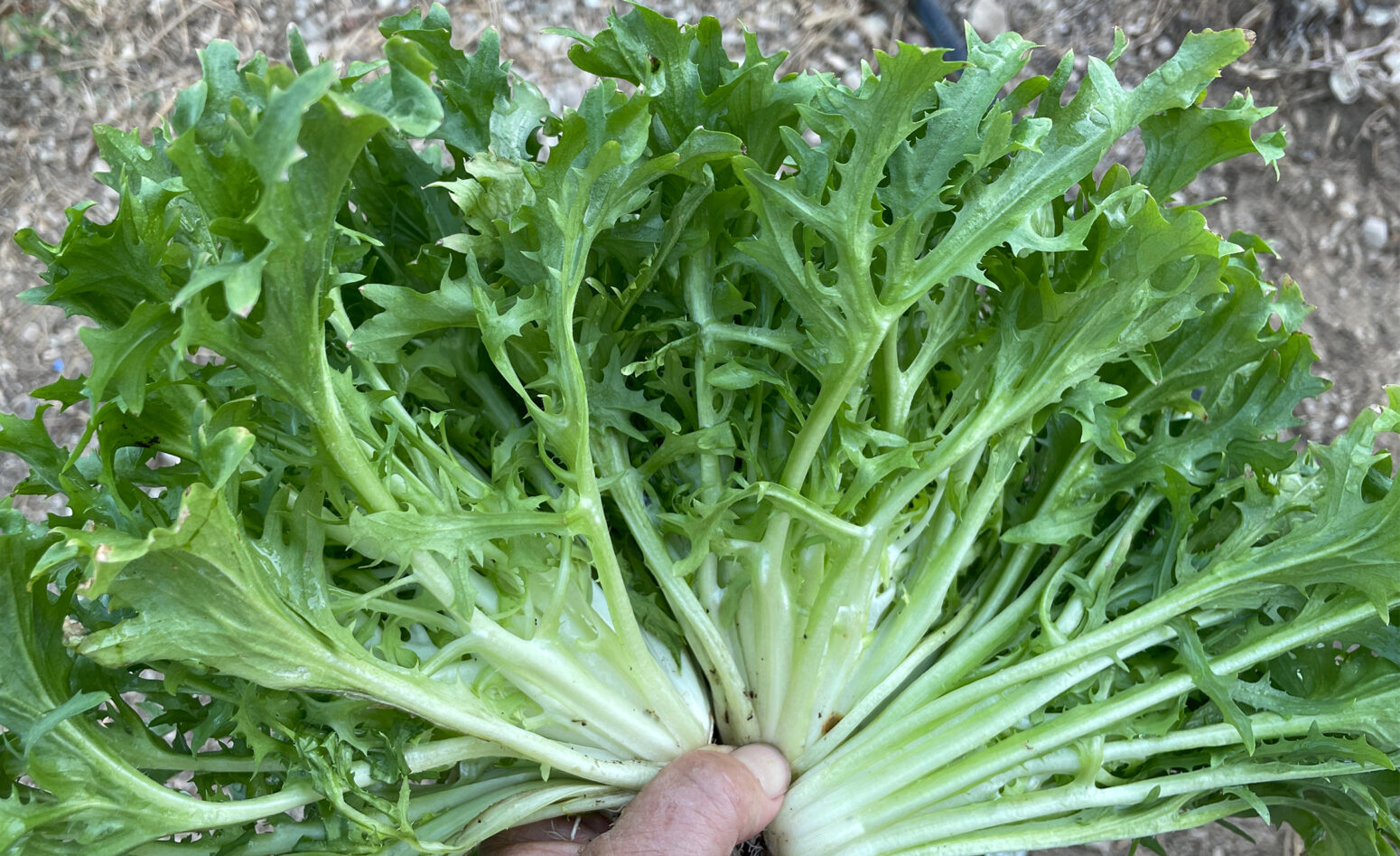 Benefine Endive (Organic Seed With Organic Prime & Pellet) | Seedway