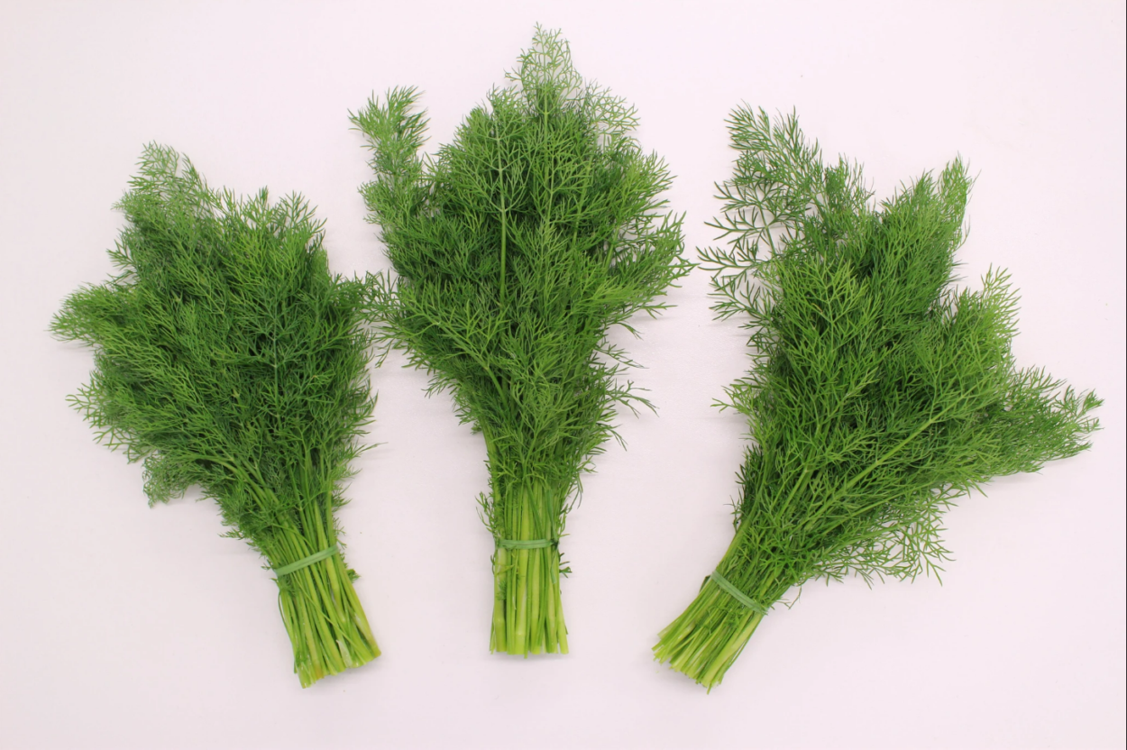 Dill Delight (Treated Seed) | Seedway