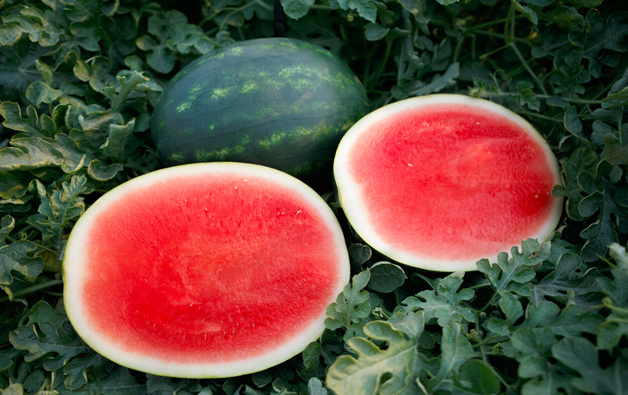 El Capitan Watermelon (Primed) | Seedway