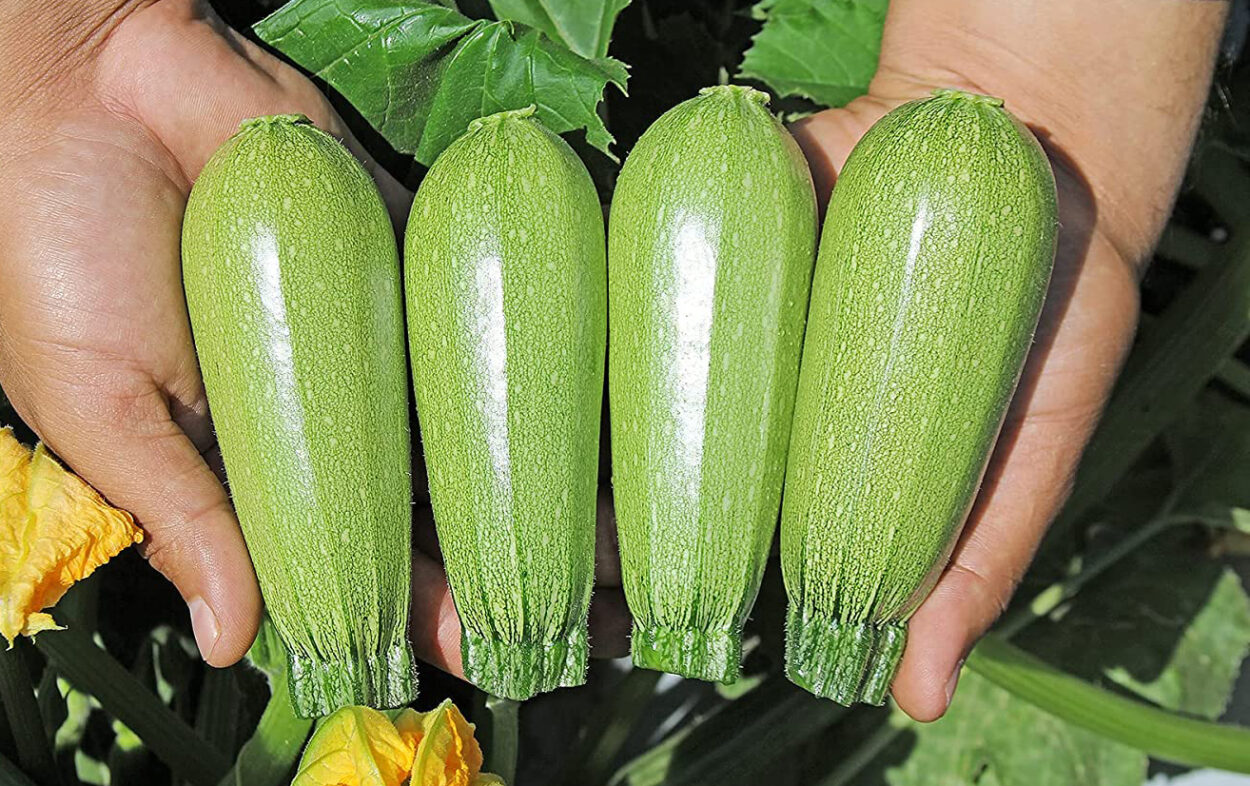 Hurakan Squash (Farmore) | Seedway