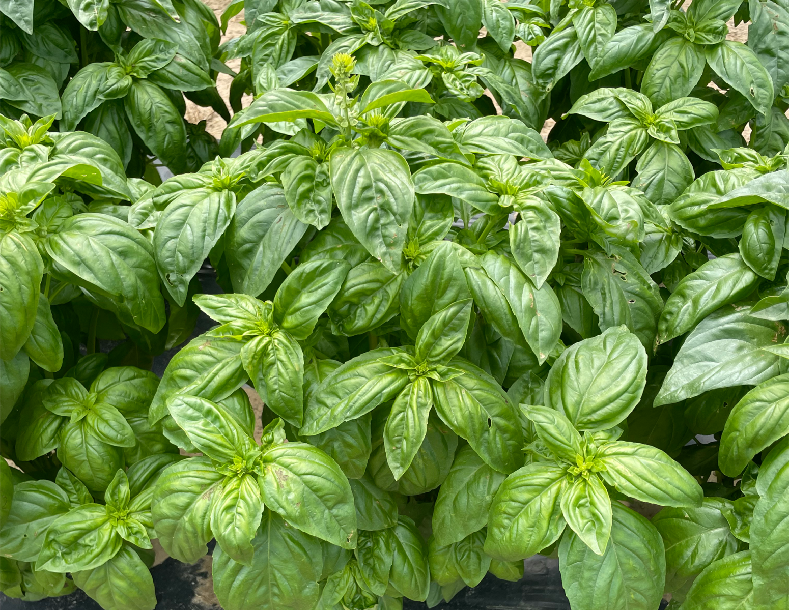 Basil Prospera® PS5 (Organic) | Seedway