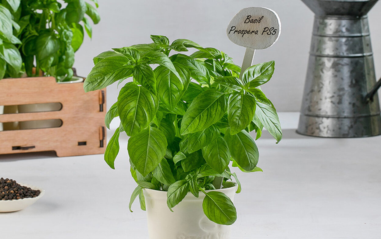 Basil Prospera® PS5 (Organic) | Seedway