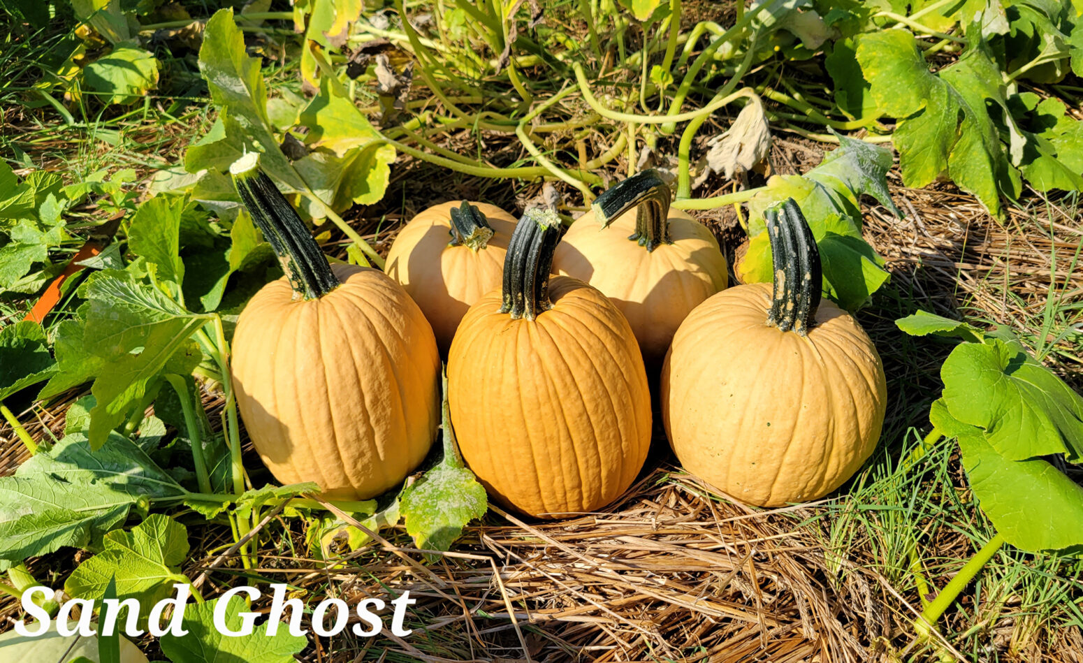 Sand Ghost Pumpkin (Treated Seed) | Seedway