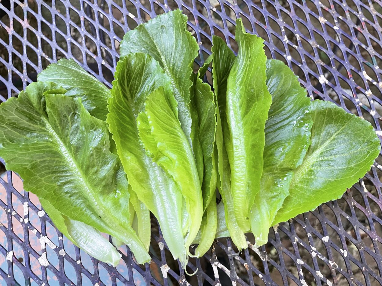 Tendita RZ Lettuce (Untreated Seed With Organic Prime & Pellet) | Seedway