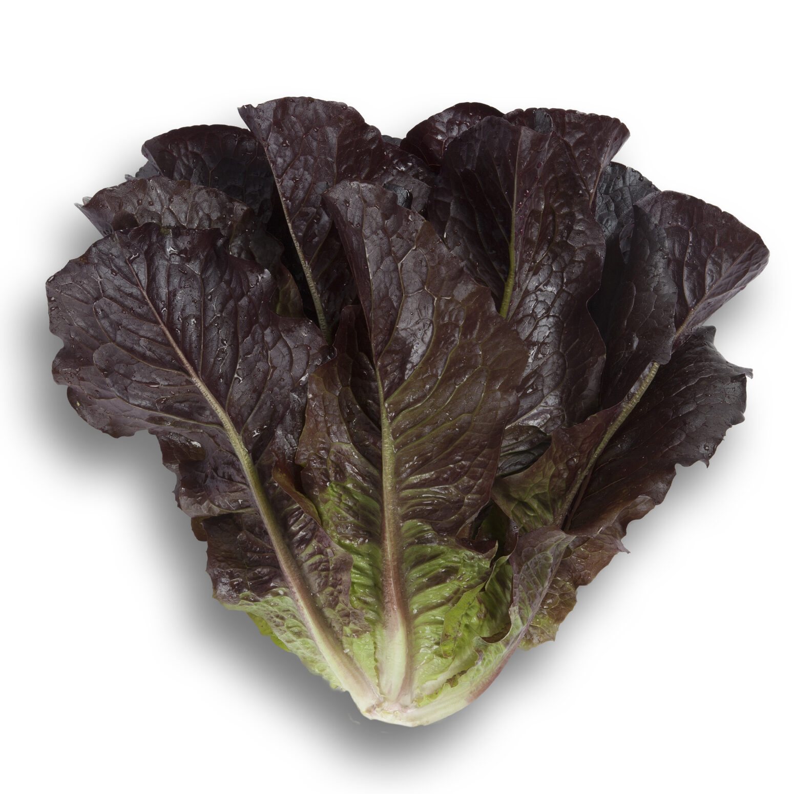 Thurinus Lettuce (Not Treated) | Seedway