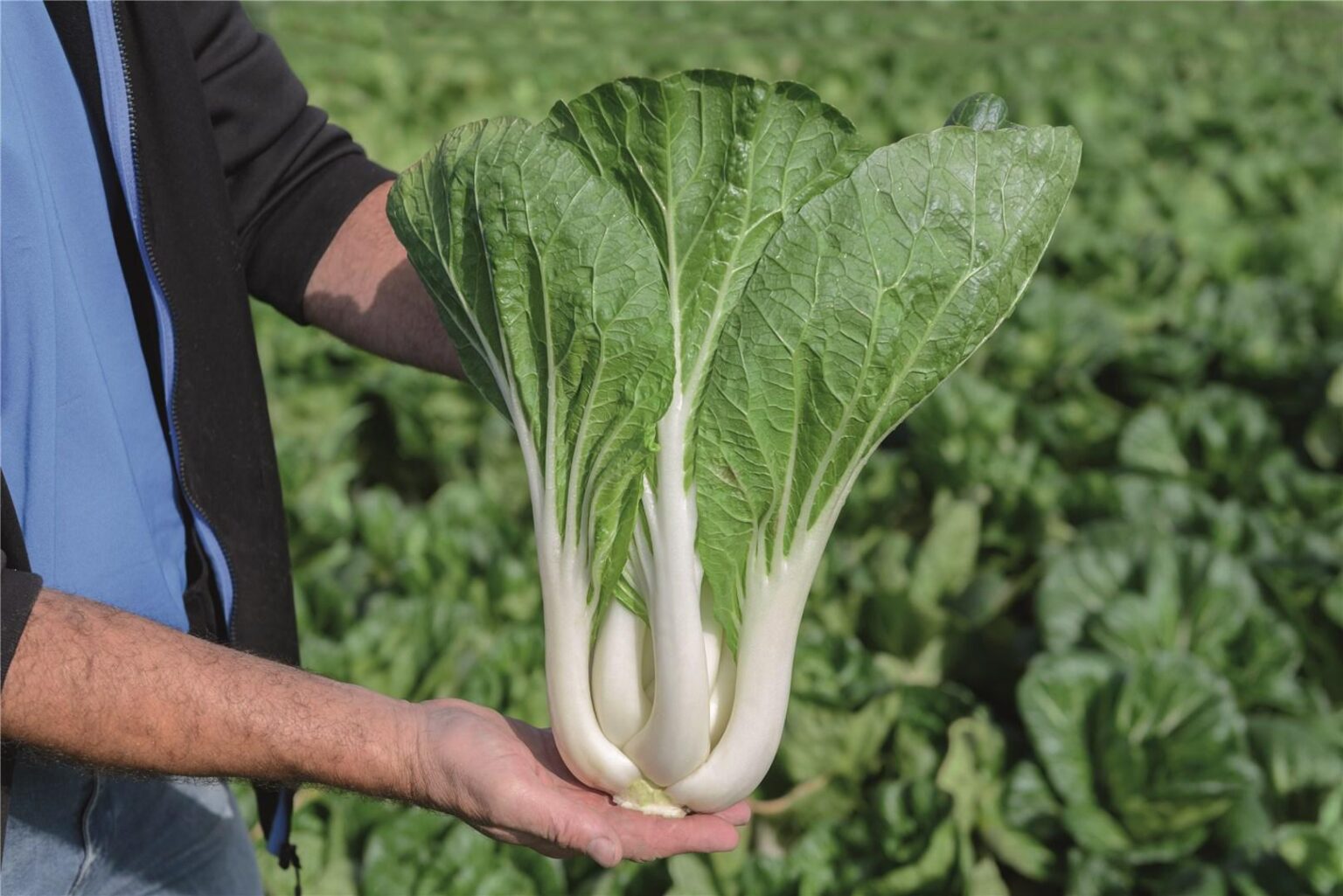 Compak Pak Choi (Treated Seed) | Seedway