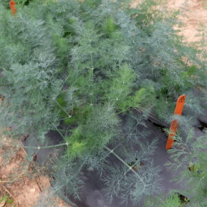 Dill Delight (Treated Seed) | Seedway