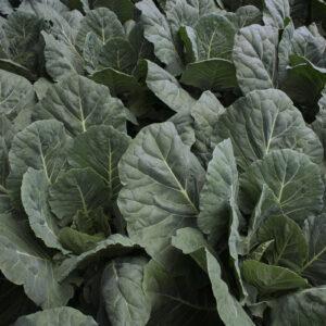 Cash Crop Collard Greens (Treated Seed) | Seedway