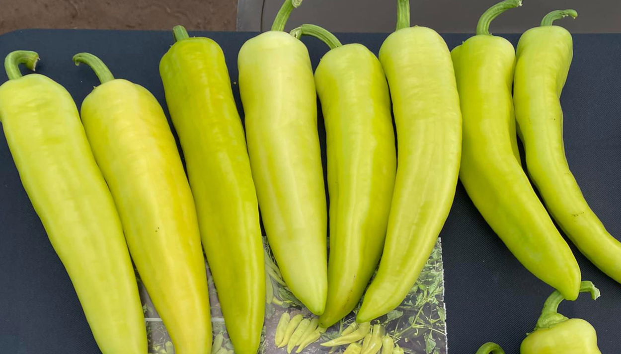 Golden Max Hot Banana Pepper (Not Treated) | Seedway