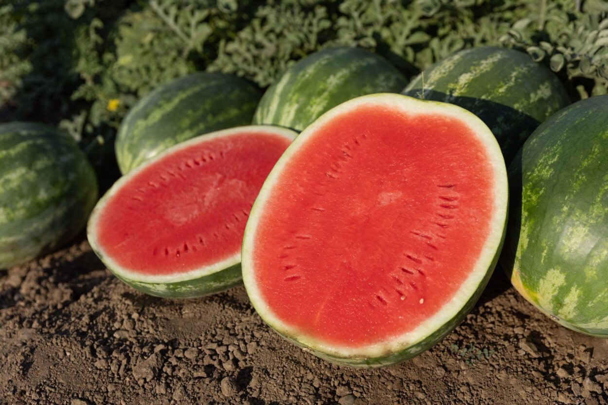 Eleanor Watermelon (Farmore) | Seedway