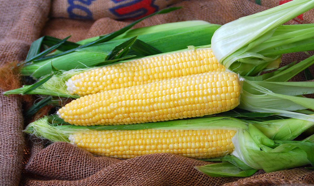 Gold Standard Sweet Corn (Cruiser Treated) | Seedway