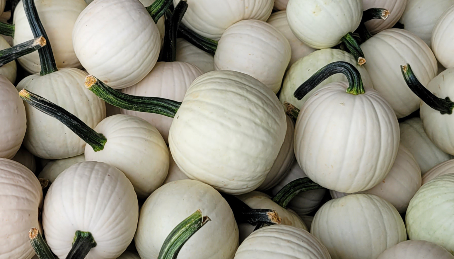 Snowdrop Pumpkin (Farmore) | Seedway