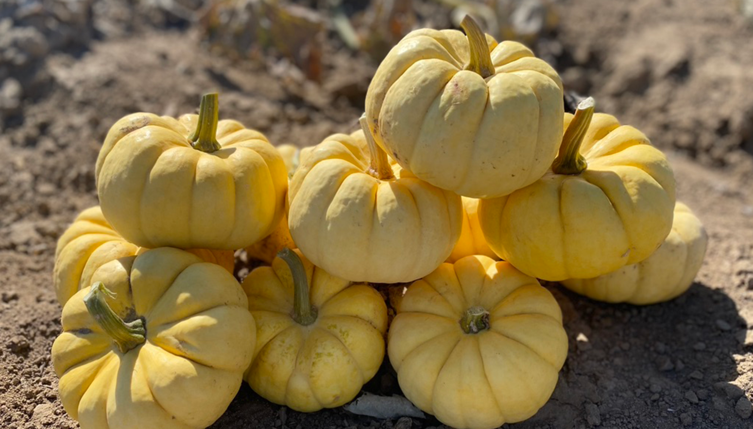 Sunshine Pumpkin (Treated Seed) | Seedway