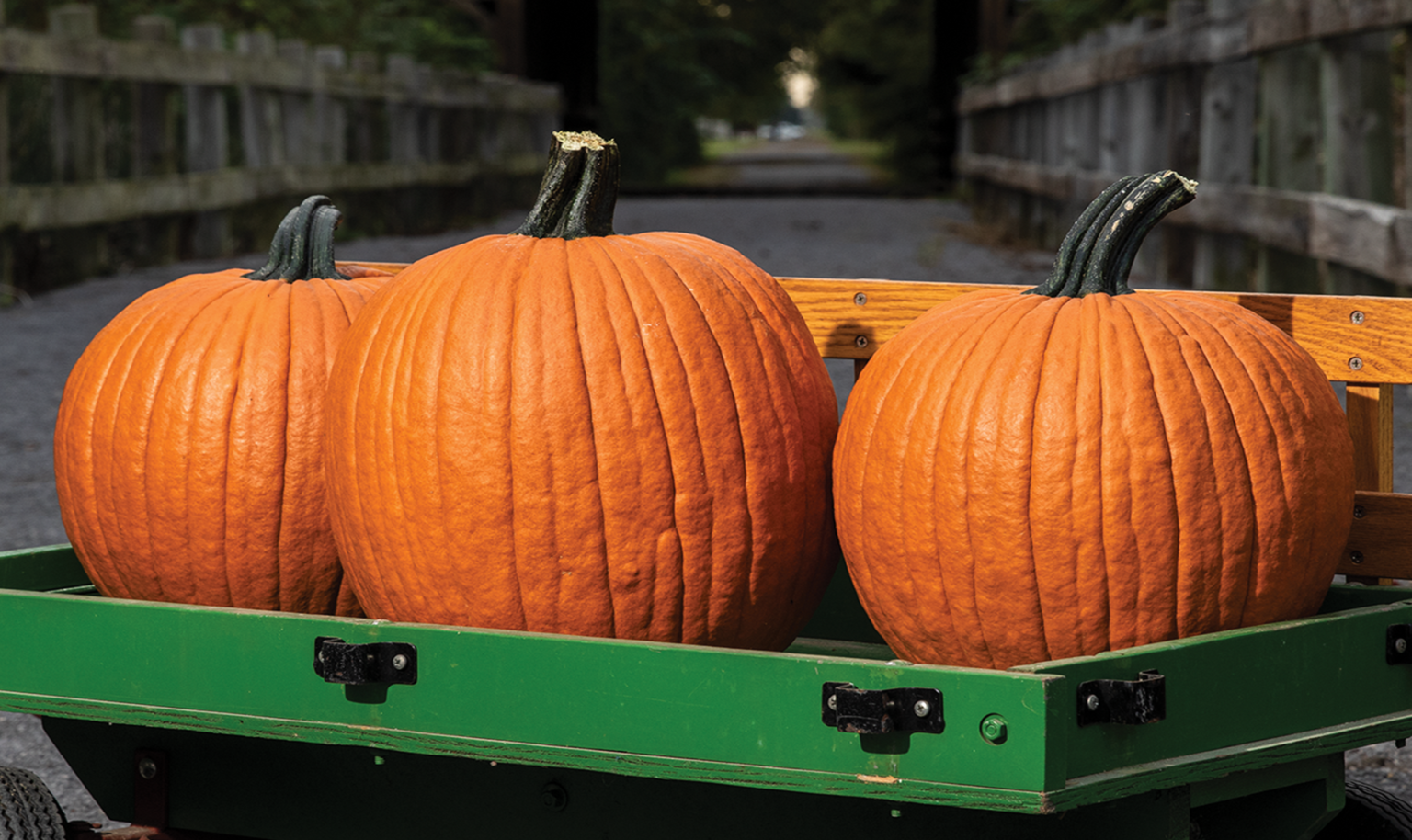 Carbonado Gold Pumpkin (Farmore) | Seedway