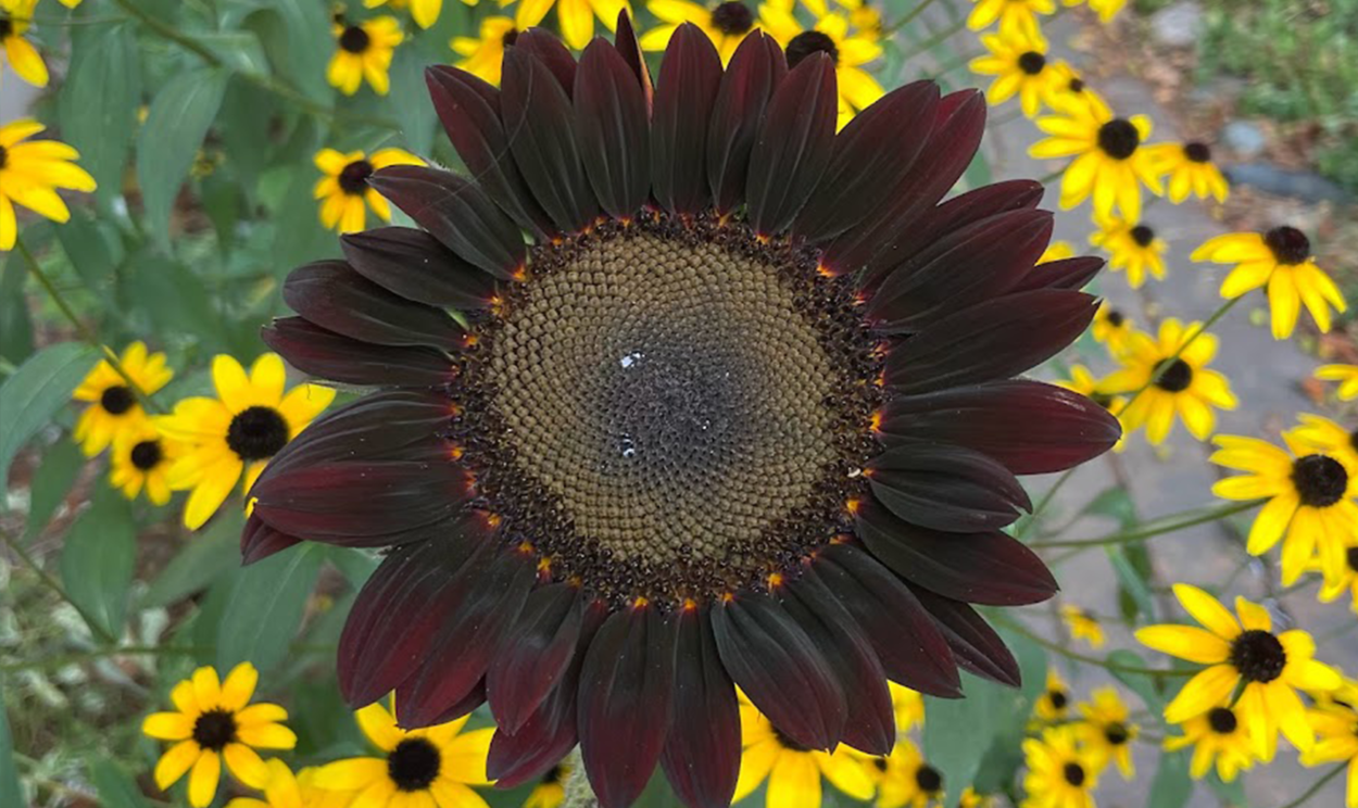 Midnight Rouge Sunflower (Not Treated) | Seedway