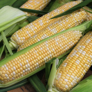 Liberty Sweet Corn (Cruiser Treated) | Seedway