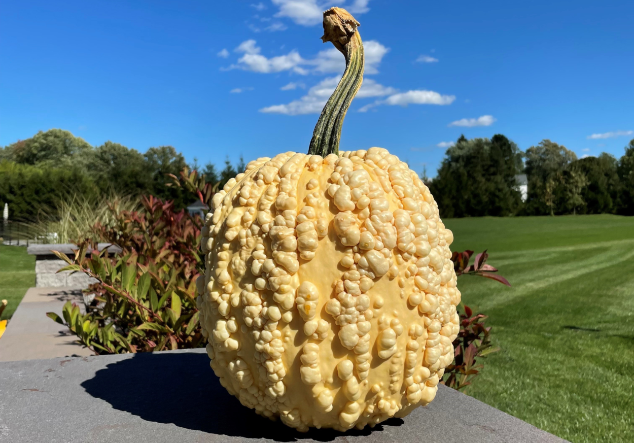 Popcorn Pumpkin (Farmore) | Seedway