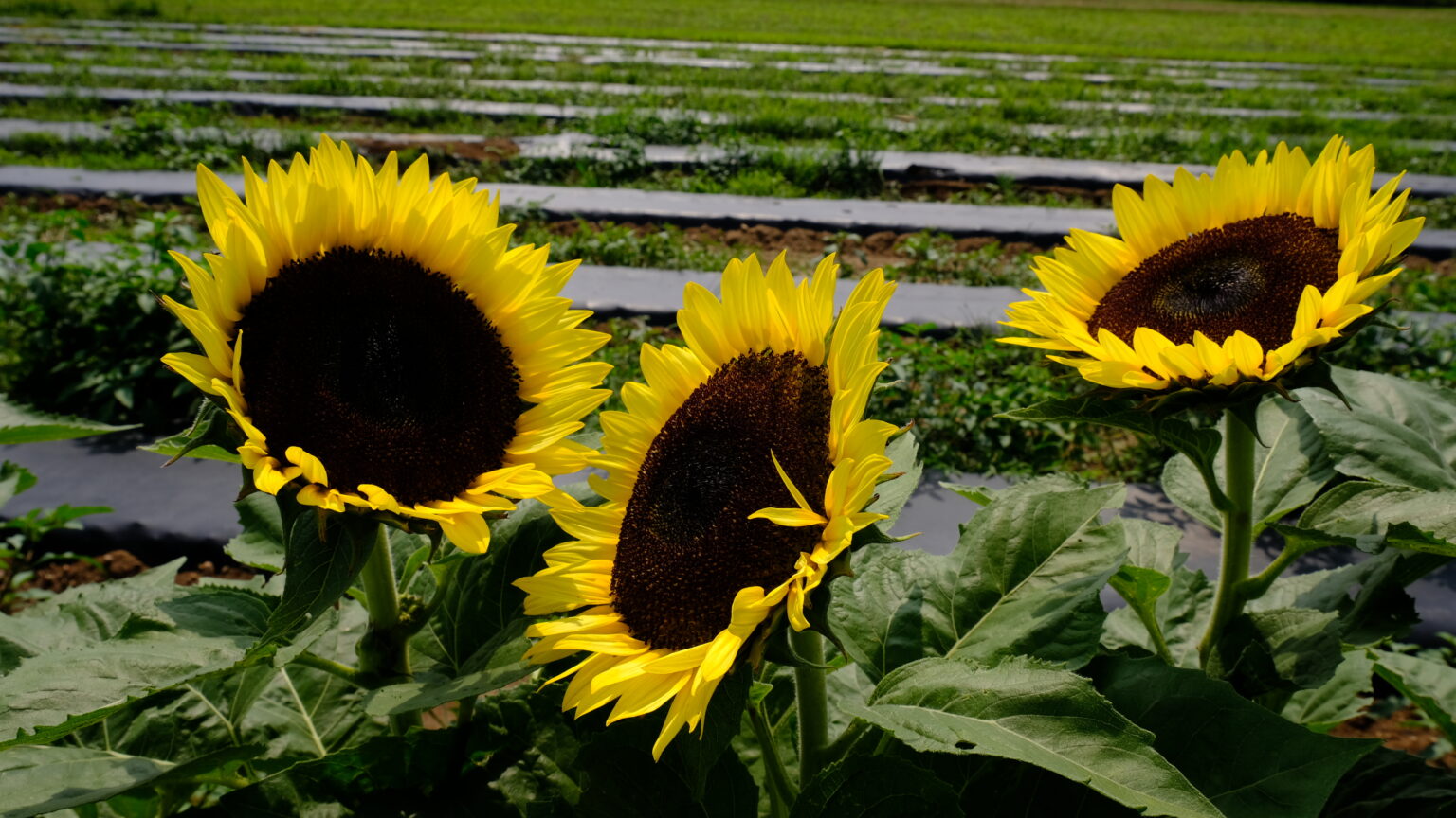 Sunrich Summer Limoncello Sunflower (Not Treated) | Seedway