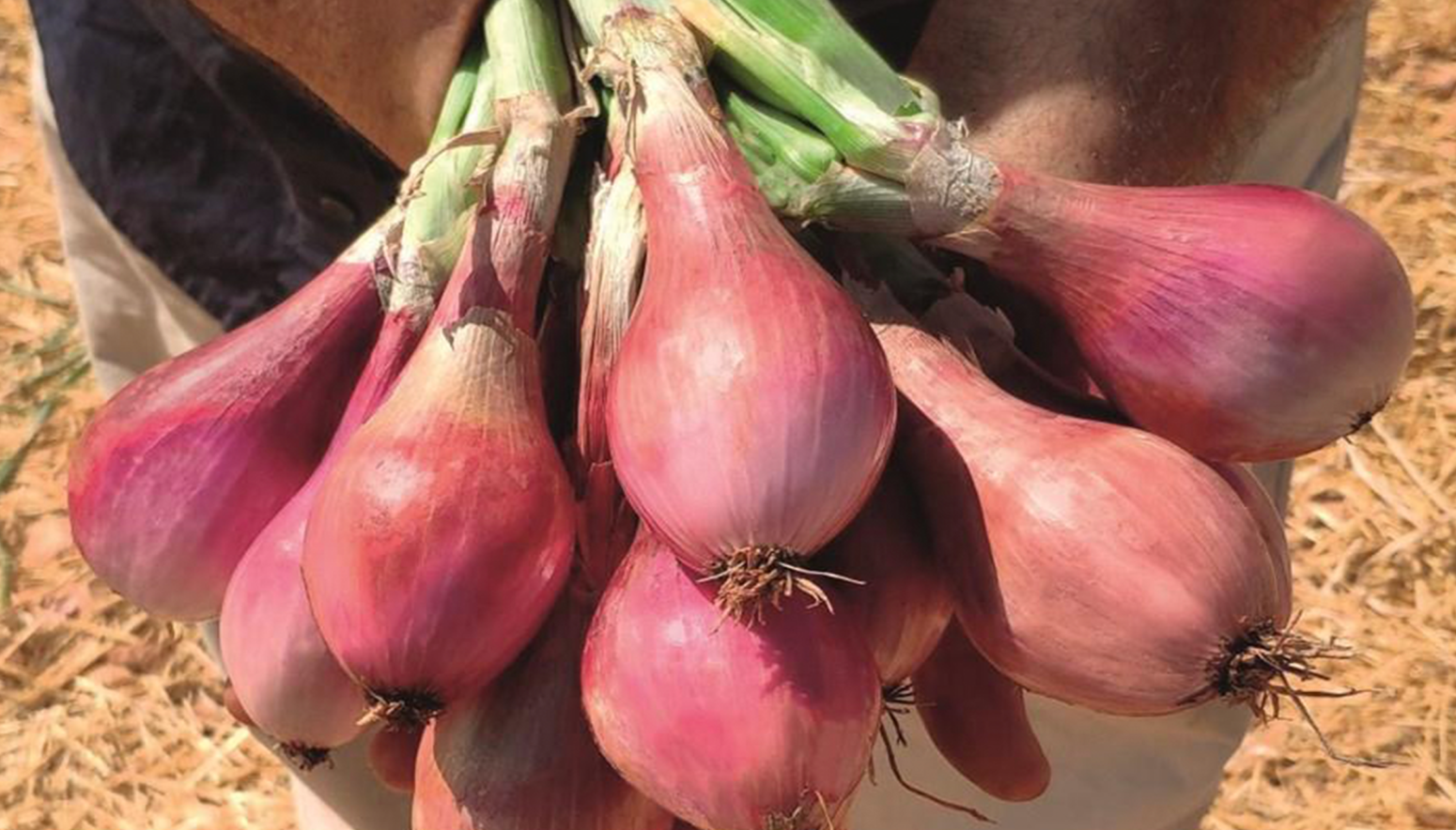 Davidor Shallot (Treated Seed) | Seedway