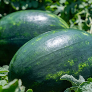 BigJack Watermelon (Farmore) | Seedway
