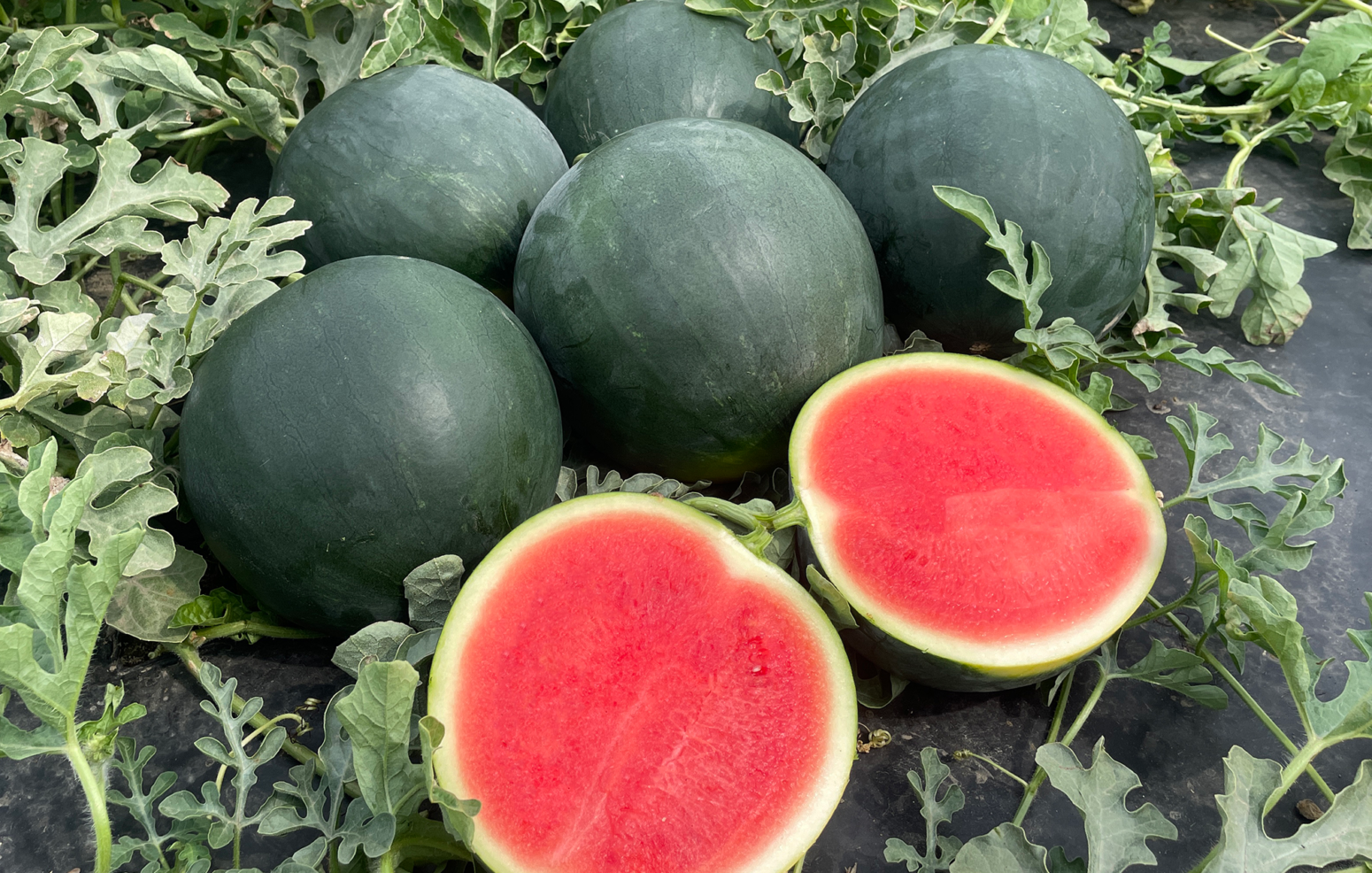 Tyrion Watermelon (Treated Seed) | Seedway