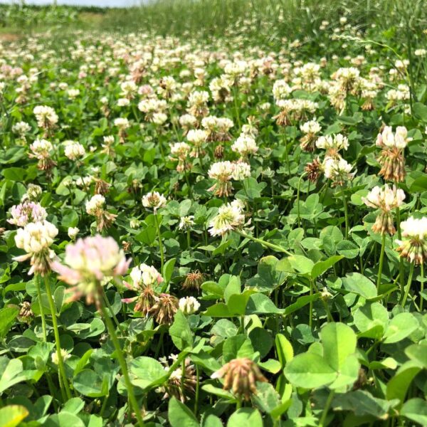 AberLasting White X Kura Clover | Seedway