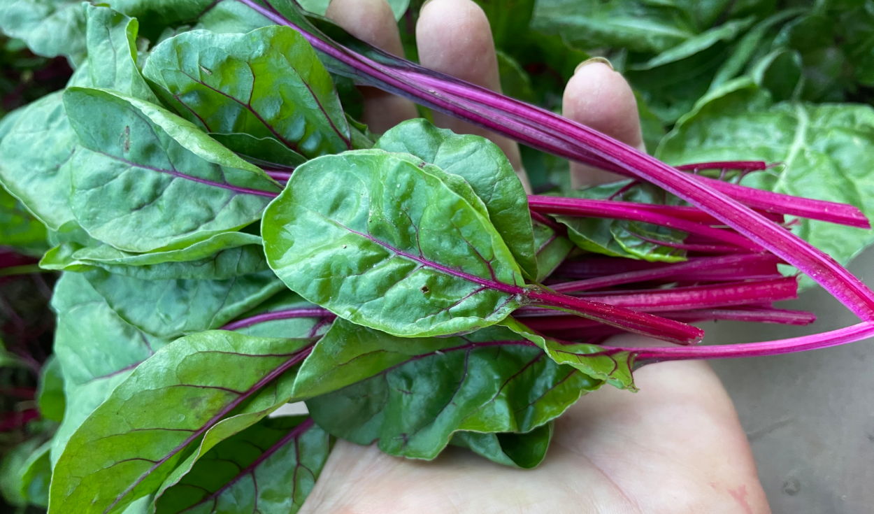 Charbell RZ Swiss Chard (Not Treated) | Seedway