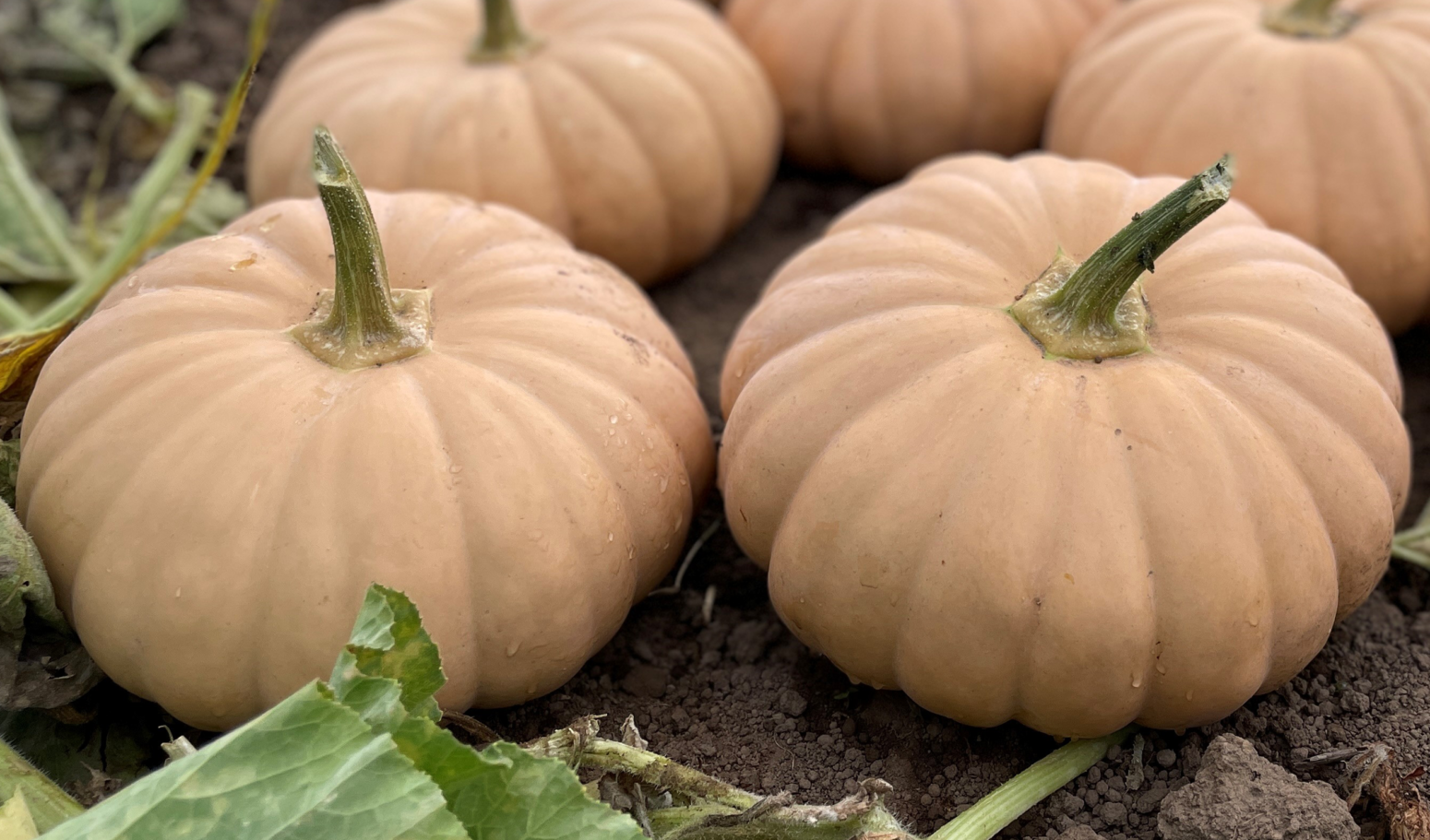 Spellcast Pumpkin/Winter Squash (Treated Seed) | Seedway