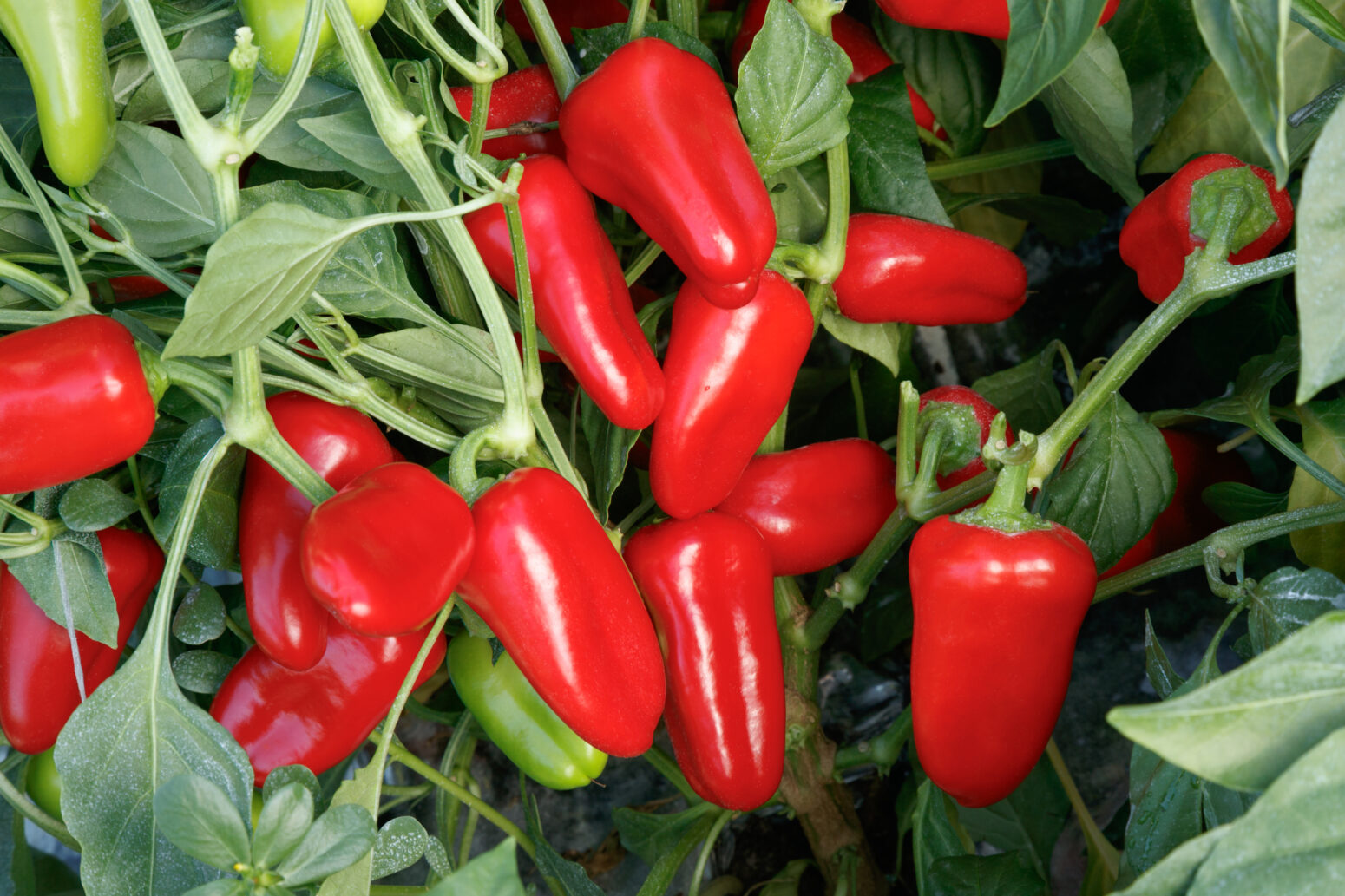 Ruby Delite Pepper (Not Treated) | Seedway