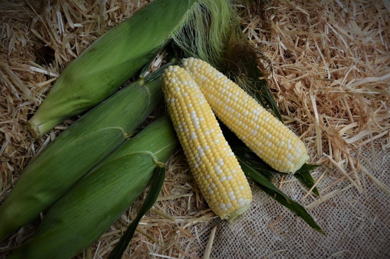 Stamina MXR Sweet Corn (Cruiser Treated) | Seedway