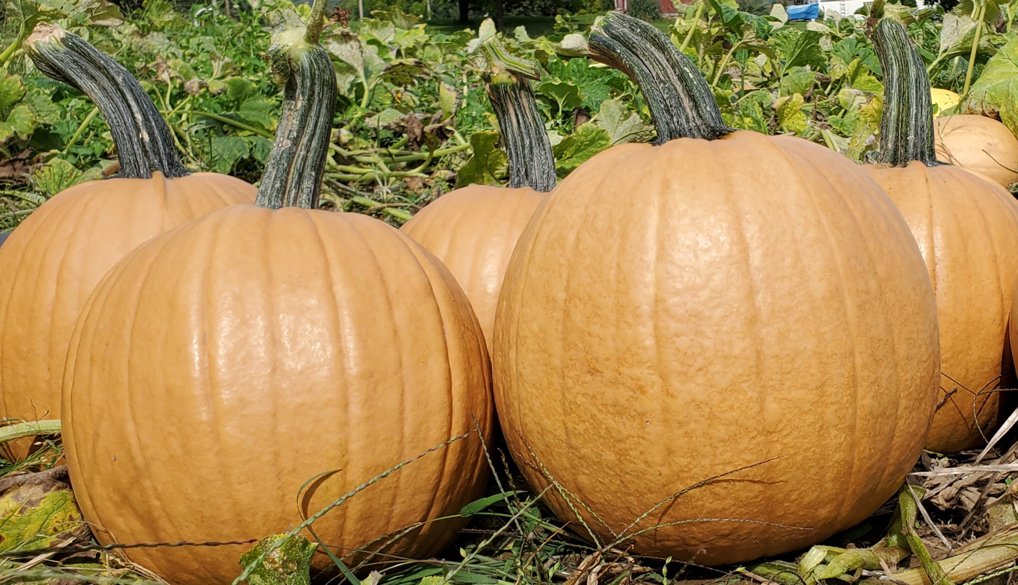 Cider Pumpkin (Farmore FI400) | Seedway