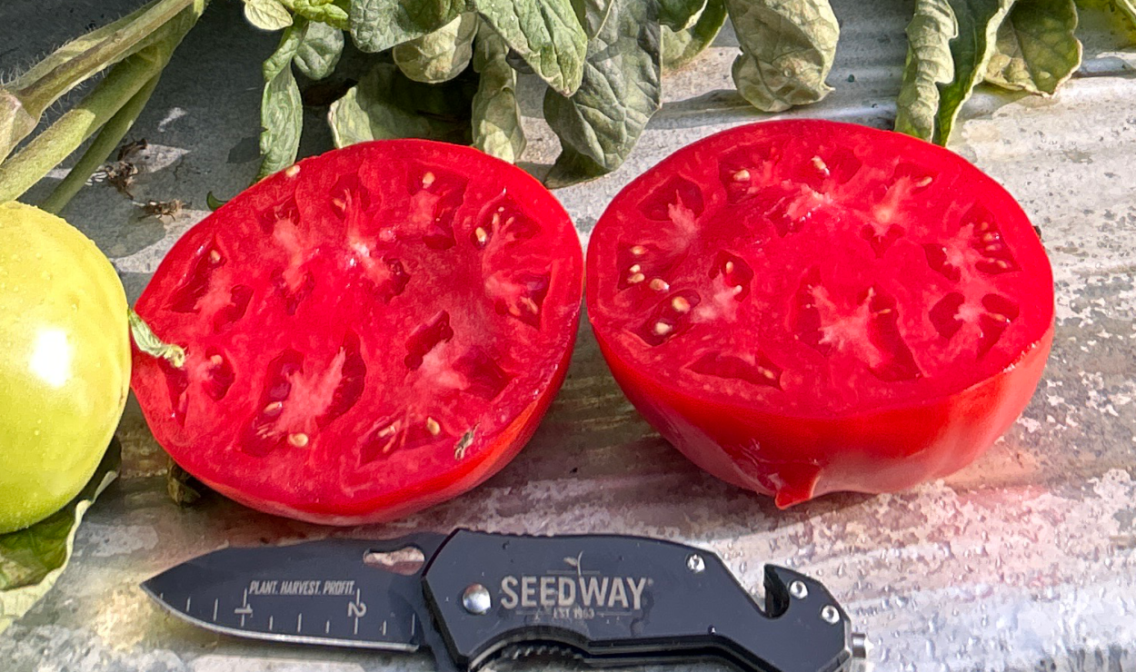Lancer Tomato (Pelleted) | Seedway